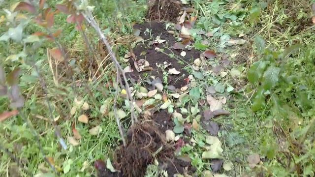 копаю саженцы сезон 2024