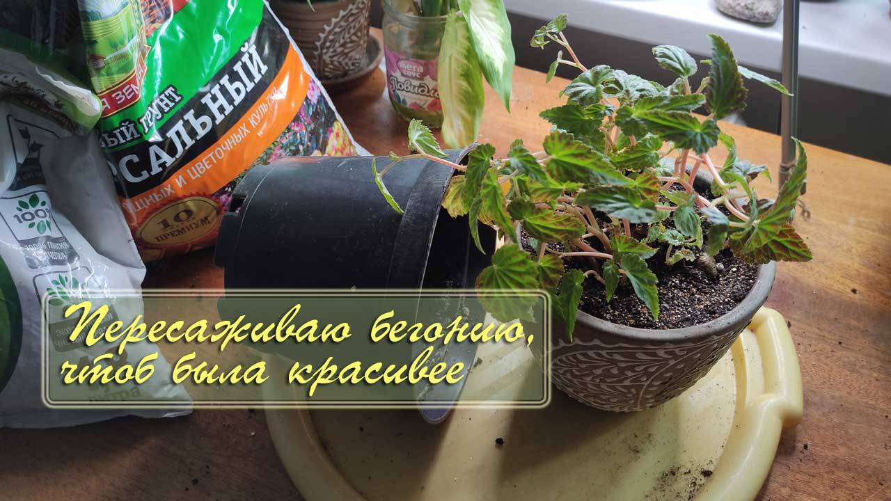 Пересадка подаренной бегонии из некрасивого горшка в красивый. Цветы дома 16.10.2024