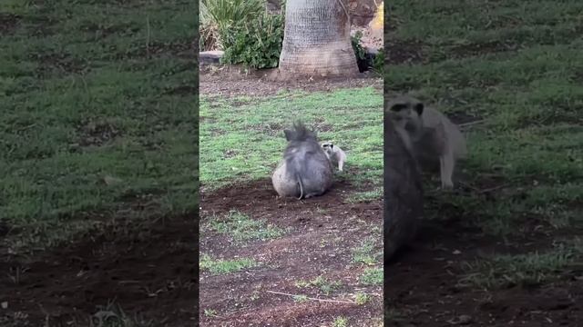 Тимон и Пумба в реальной жизни.