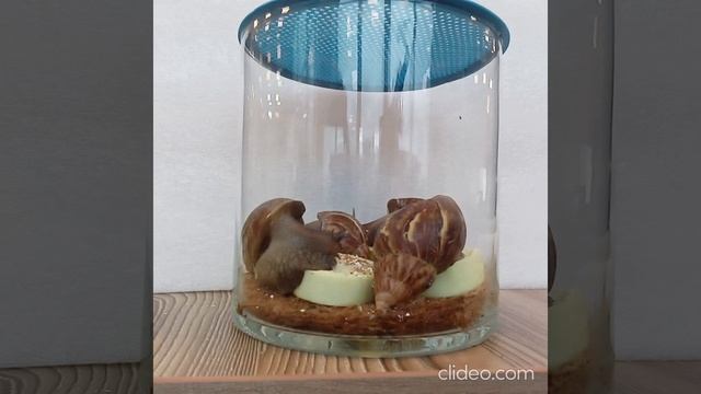 Улитки ахатины гигантские кушают кабачок