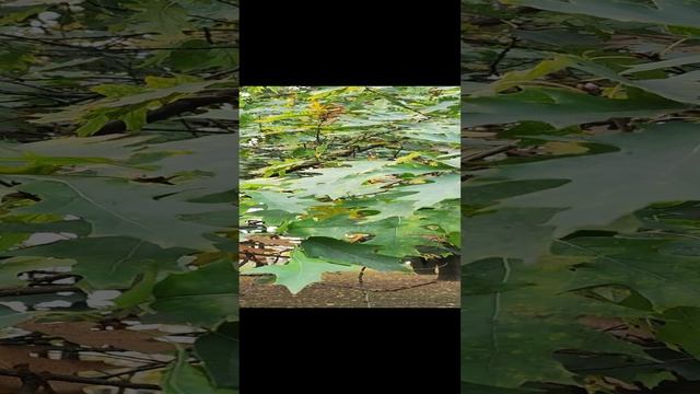 Дуб красный обыкновенный. Санкт-Петербург _20241016