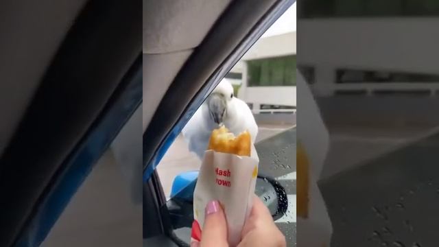 В каждой стране свои  голуби