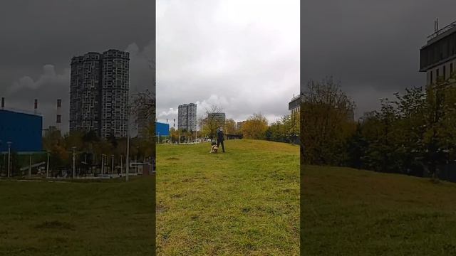 АО Оззи - ловит роллы