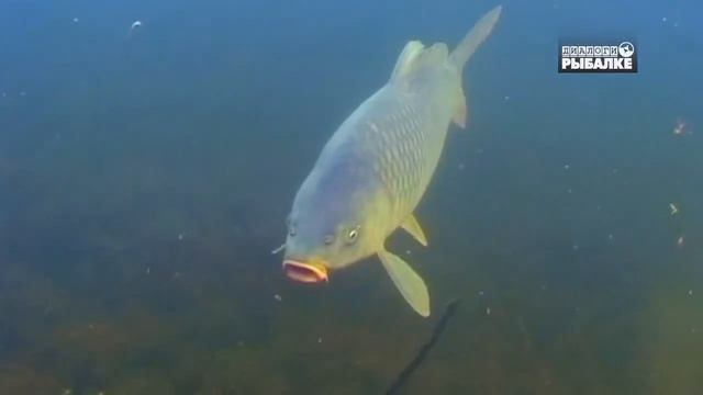 РЫБЫ АМУРА. О чём молчат рыбы 94 FISHES OF THE AMUR RIVER. FISCHE DES AMUR FLUSSES.