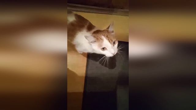 😜Приветик от Митьки, бывшего котика Вальса, который пришёл сам к Гуле в садик за помощью😜