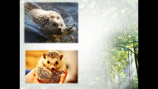 Дикие животные нашего леса