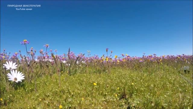 ЖАВОРОНОК И КУЗНЕЧИКИ ЭТО ПЕНИЕ ДЛЯ СПОКОЙСТВИЯ,УМИРОТВОРЕНИЯ  И НАСЛАЖДЕНИЯ ГАРМОНИЕЙ  ПРИРОДЫ.