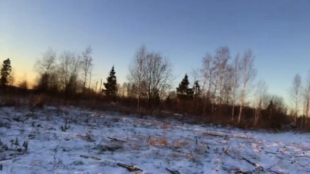 Гусеничный мульчер. Осмотр объекта. Московская область. мульчер тлп-4м-037