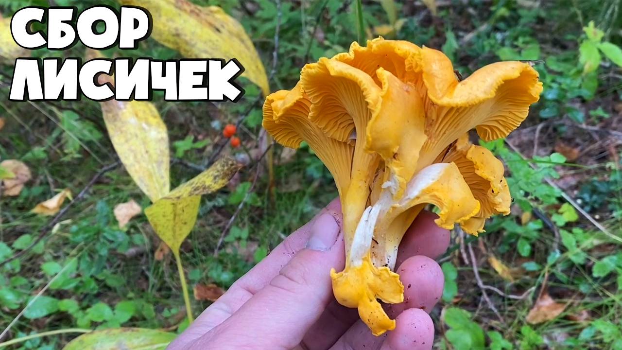 СБОР ЛИСИЧЕК В ОСЕННЕМ ЛЕСУ СРЕДИ ПАПОРОТНИКА