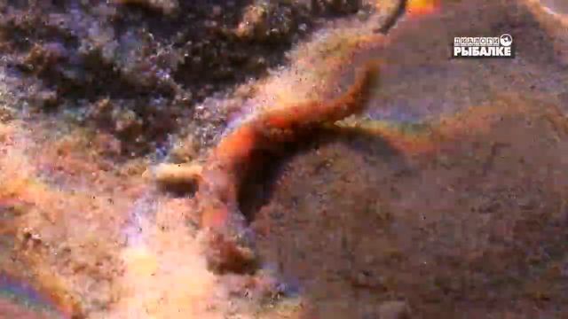 БЕЛОЕ МОРЕ. О чём молчат рыбы 87. Underwater world of the White sea