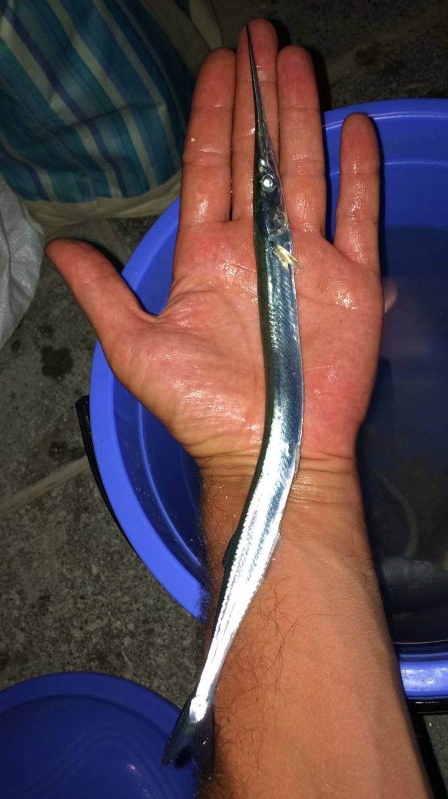 Летнего черноморского саргана в ленту