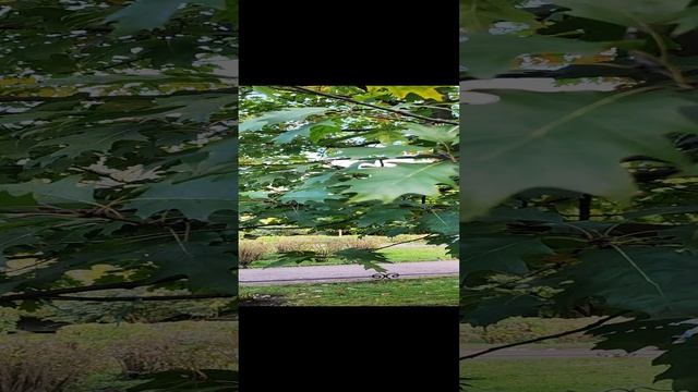 Дуб из секции красных сортоформа - "крупноплодный".