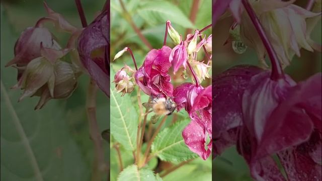 Samsung Galaxy a52 видео снято телефоном как пчелки собирают мед