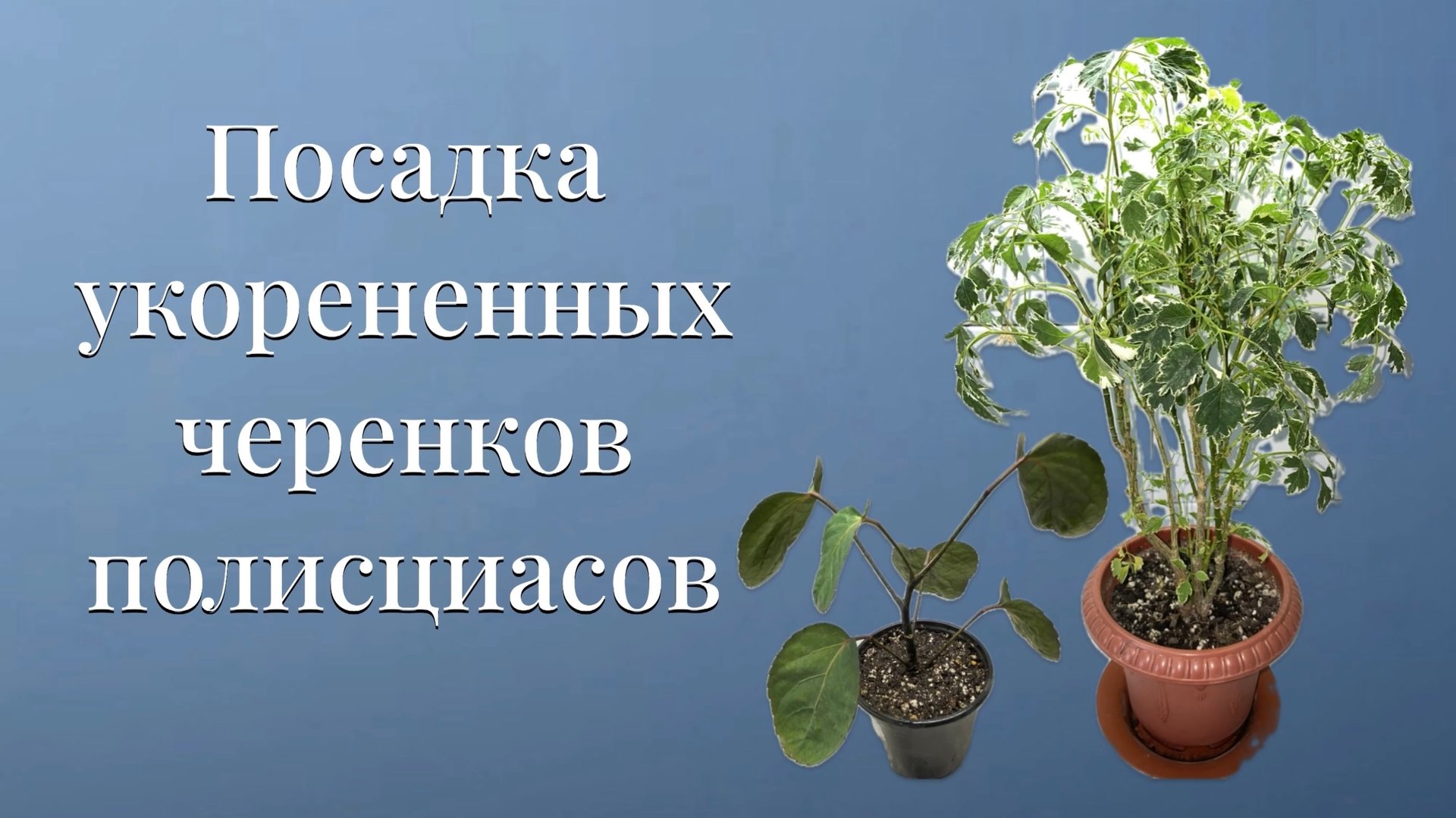 Черенки полисциасов дали корни. Пора их в землю сажать. Жарю грунт в микроволновке. 16 октября 2024