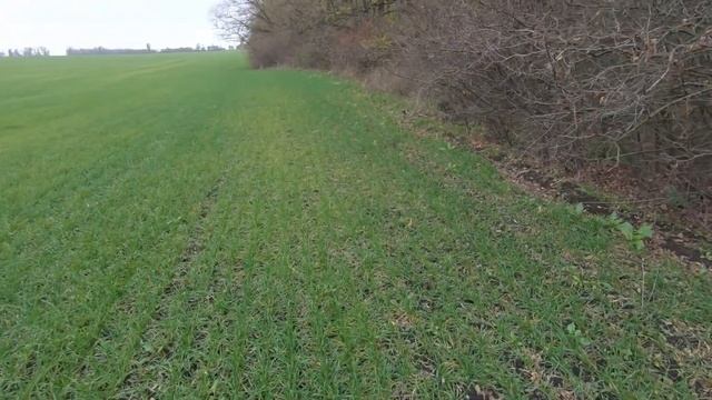 Охота на зайца.