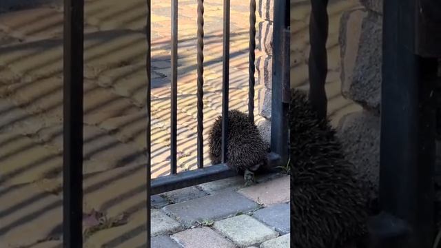 Когда немножко поправился😅