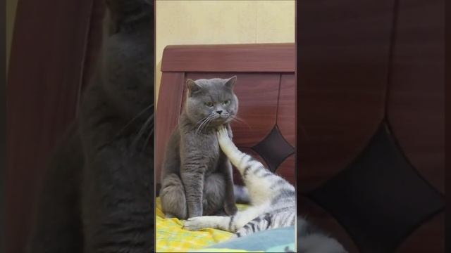 Кот: “Отвали со своей любовью!” - Непринужденное выражение кошачьих эмоций