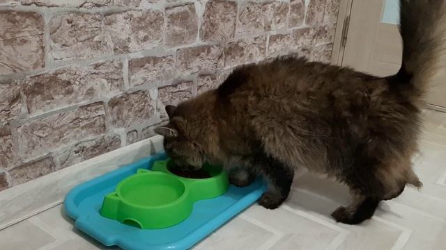 Как и чем кормить кошку.