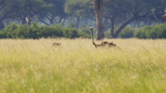 Карминные щурки — великолепные воздушные охотники, эксперты по ловле насекомых на лету.