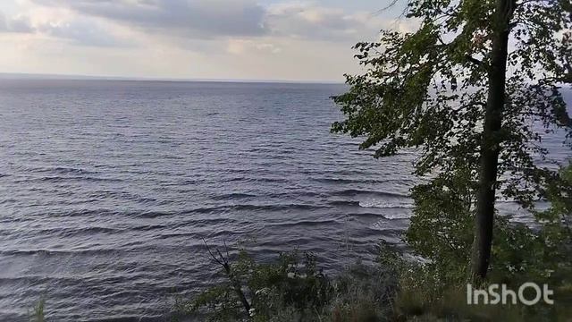 25.08.2024 Прогулялись с кошками в лесу