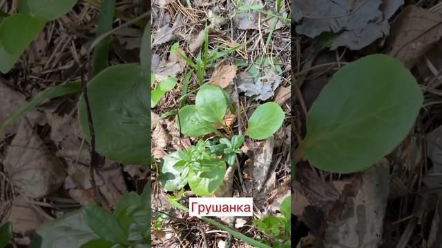 «Древняя сила магия растений » авторский курс Татьяны Лобановой  практический курс в Екатеринбурге