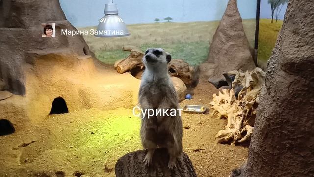 В Московском зоопарке.