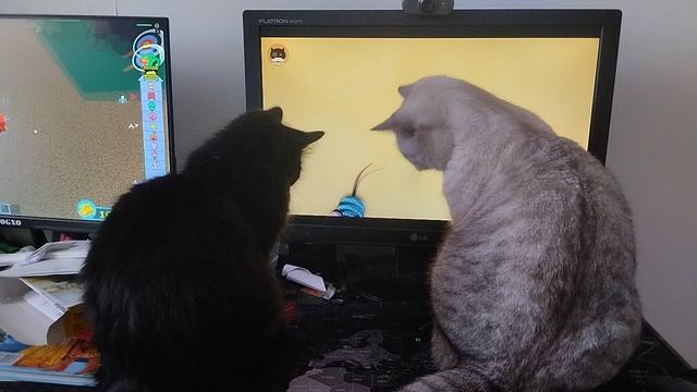 4.05.2024 Муся и Шлёпа режутся в компьютерные игры для кошек