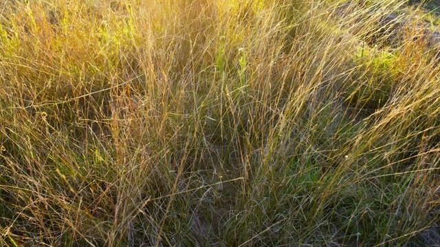 Охота сервала.