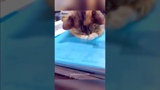 Смешные Котики! Новое Октябрь 2024