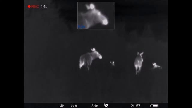 Наблюдения за лосями с тепловизором