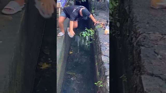 Котёнок, который выбрал свободу