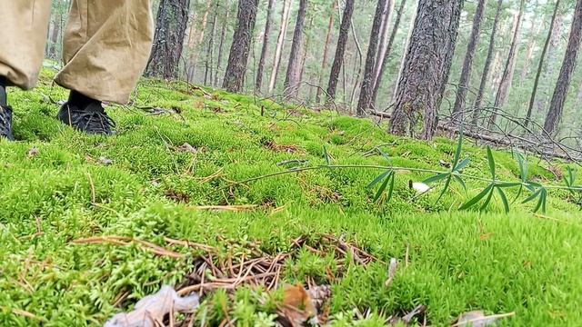 Накосил белых грибов в сосновом бору!