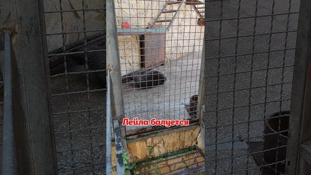 Тайган - 16.08.24 - Лейла "помогает мыть" вольер🤭