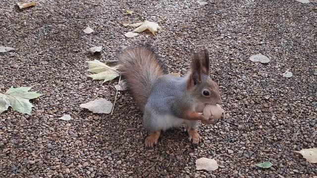 Осенний бельчонок, Битца, 17 октября 2024