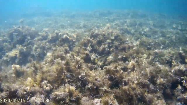 Анапа. Высокий берег. Живое море.