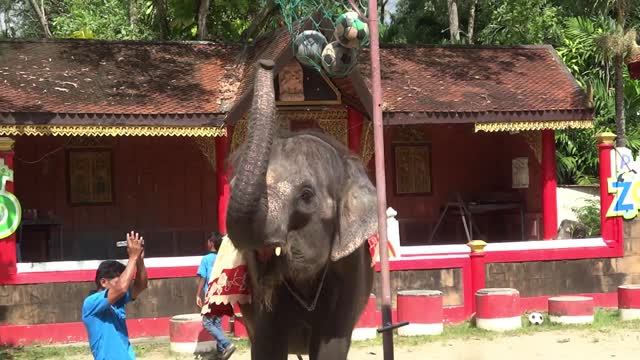 Elephant's show (Phuket Zoo)