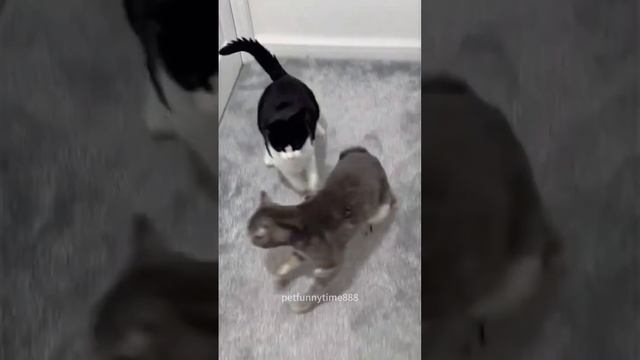 Забавные милые коты! Все любят котиков