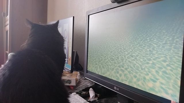 4.05.2024 Кошки играют в компьютерные игры