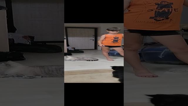 16.08.2024 Булат играет с кошками лазерным лучом