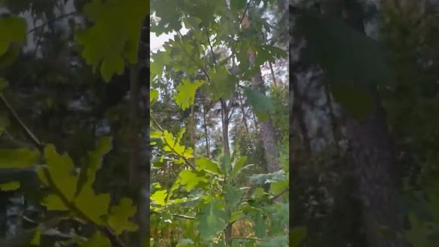 Игра Лила. Видео Курс «Базовое знакомство с т- игрой самопознания Лила»