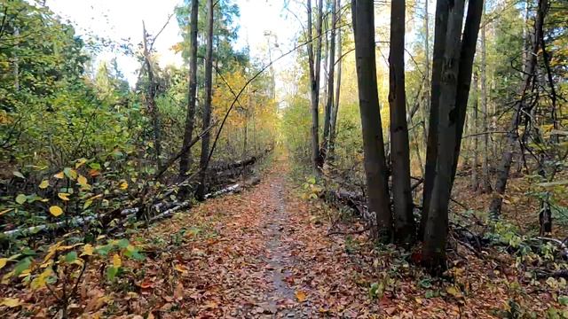 46) Веломаршруты Москвы и Подмосковья.  Лосиный остров часть 2