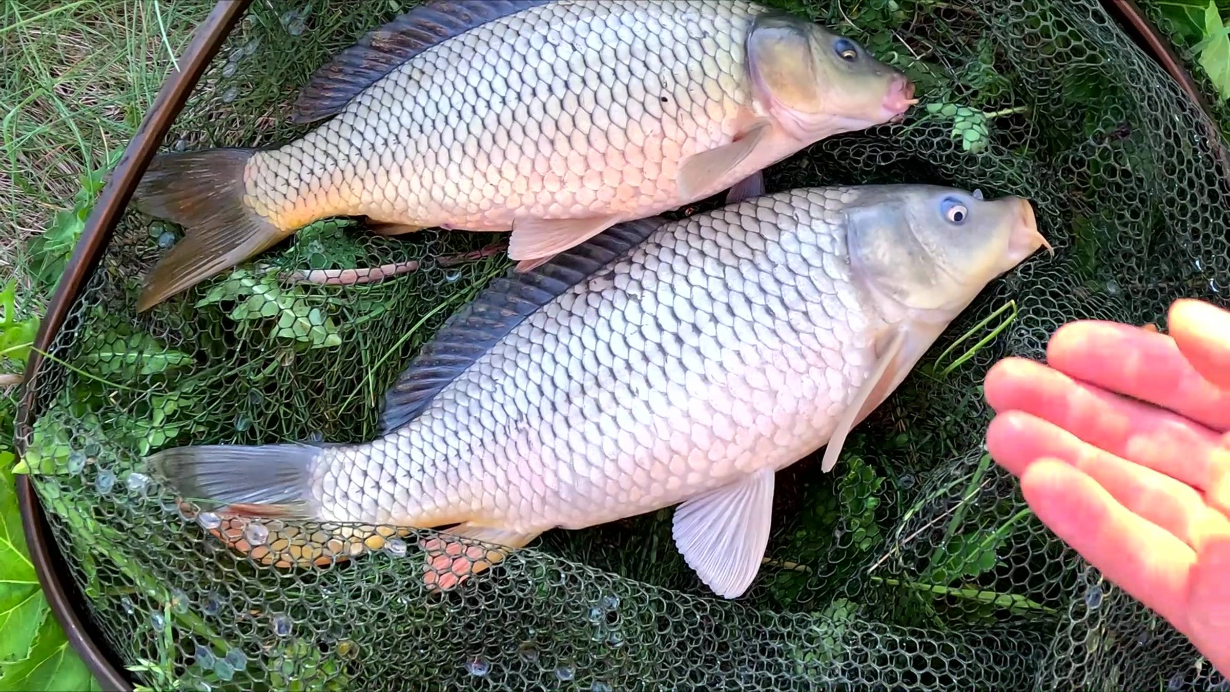 ПРУД!!!! КАРП и Поплавок!