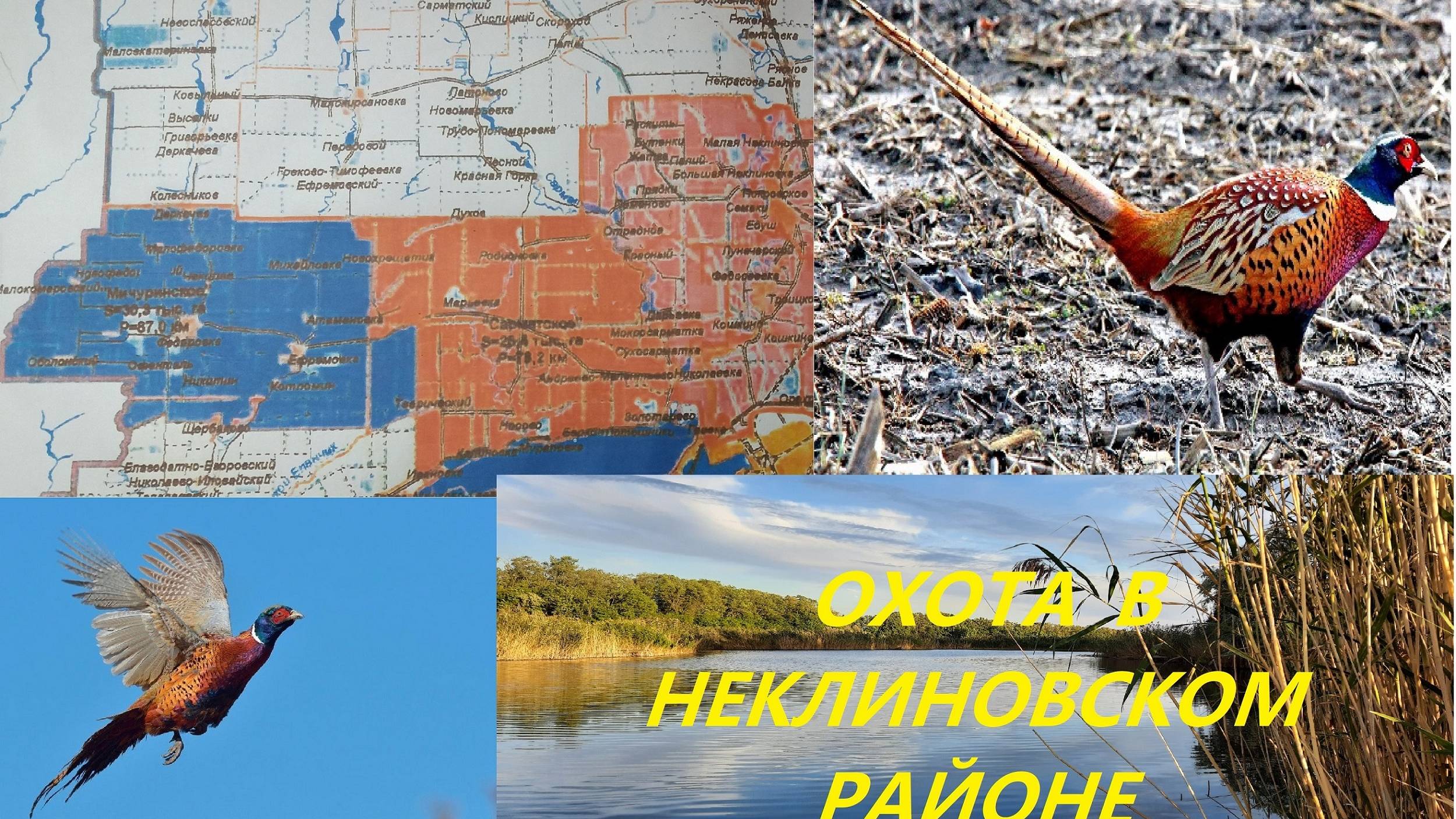 ОХОТА НА ФАЗАНА…