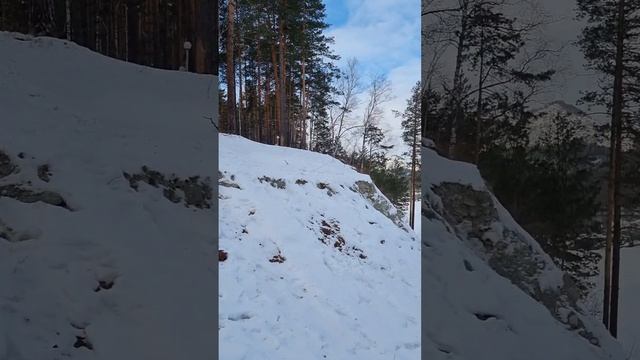 СТАРЫЙ ЛЕС. Сергей Белов