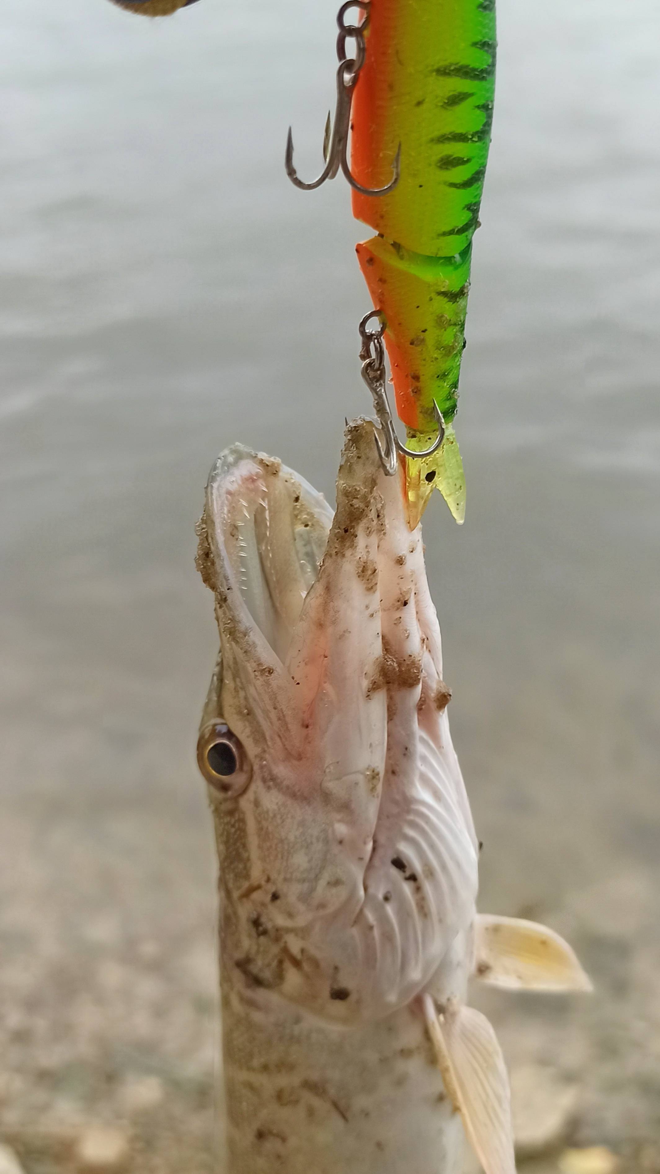 шнурок на Тани Магалон.