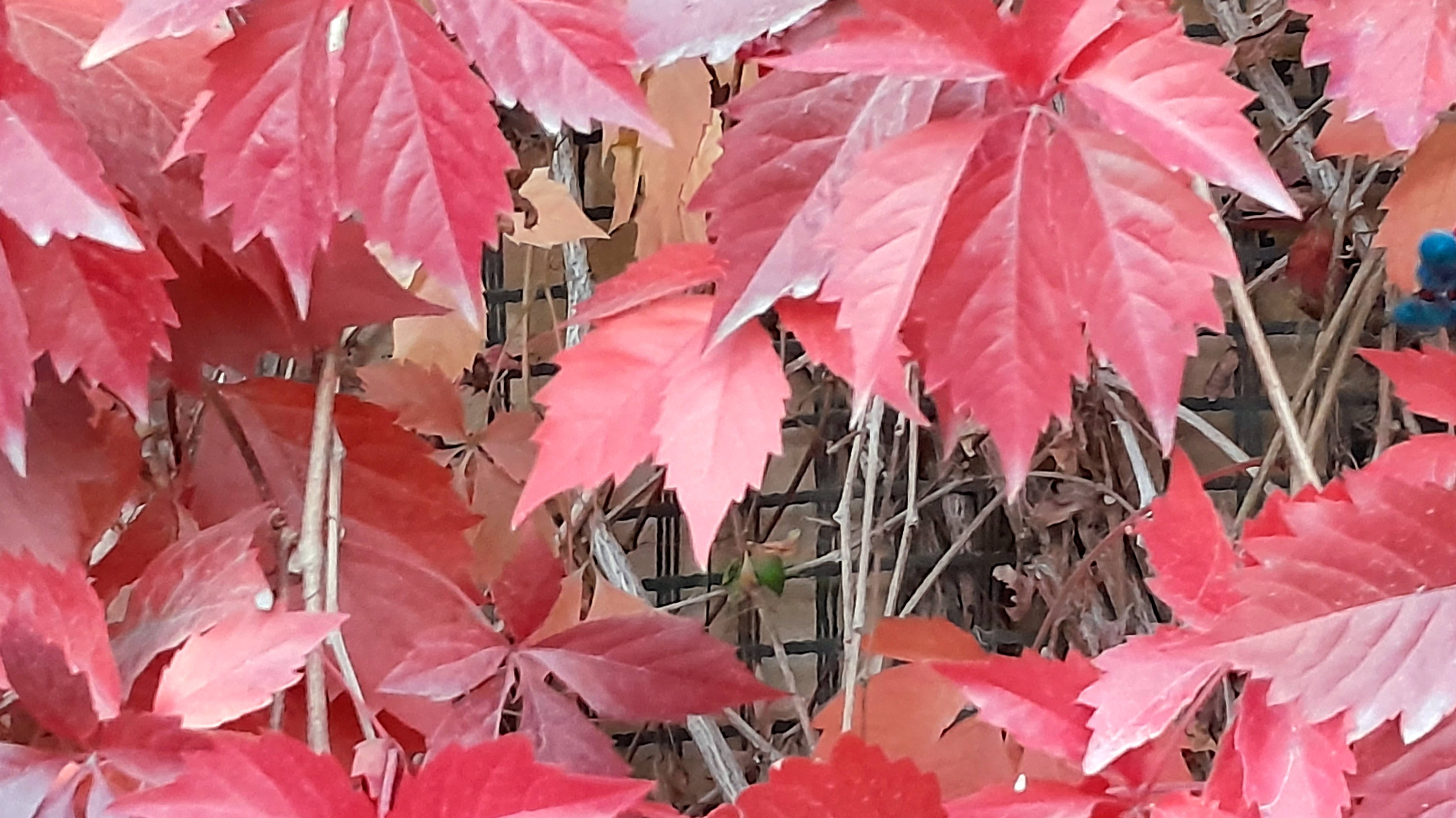 ВНОВЬ ДЕВИЧИЙ ВИНОГРАД нам УСТРОИЛ СВОЙ ПАРАД