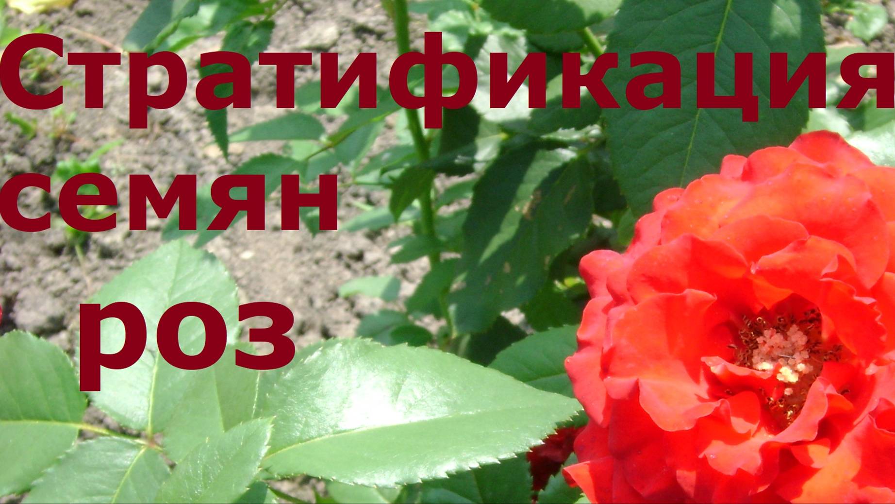 Стратификация семян роз