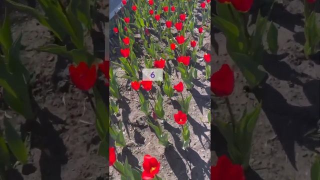 Энергетическая реанимация