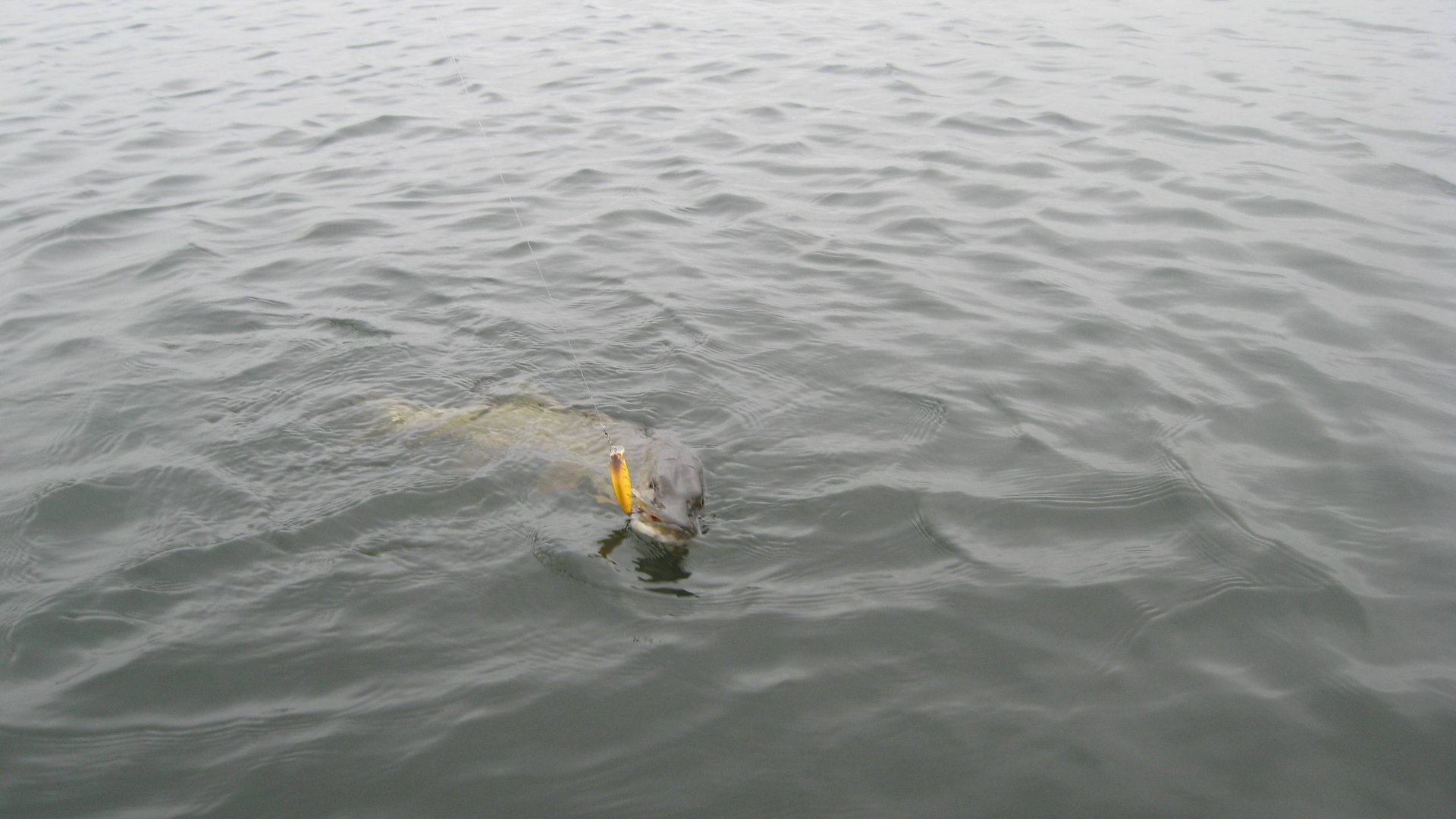 070118 активность зубастой