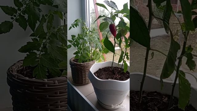 Октябрь. Кубань. Небольшой урожай из теплиц и на подоконнике.